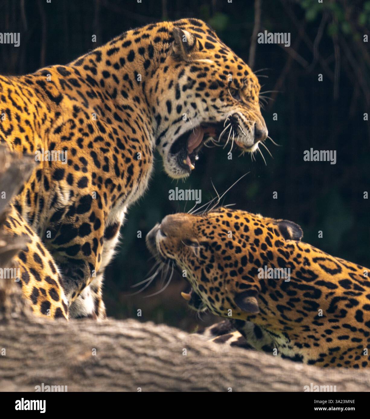 Shouting at one another hi-res stock photography and images - Alamy