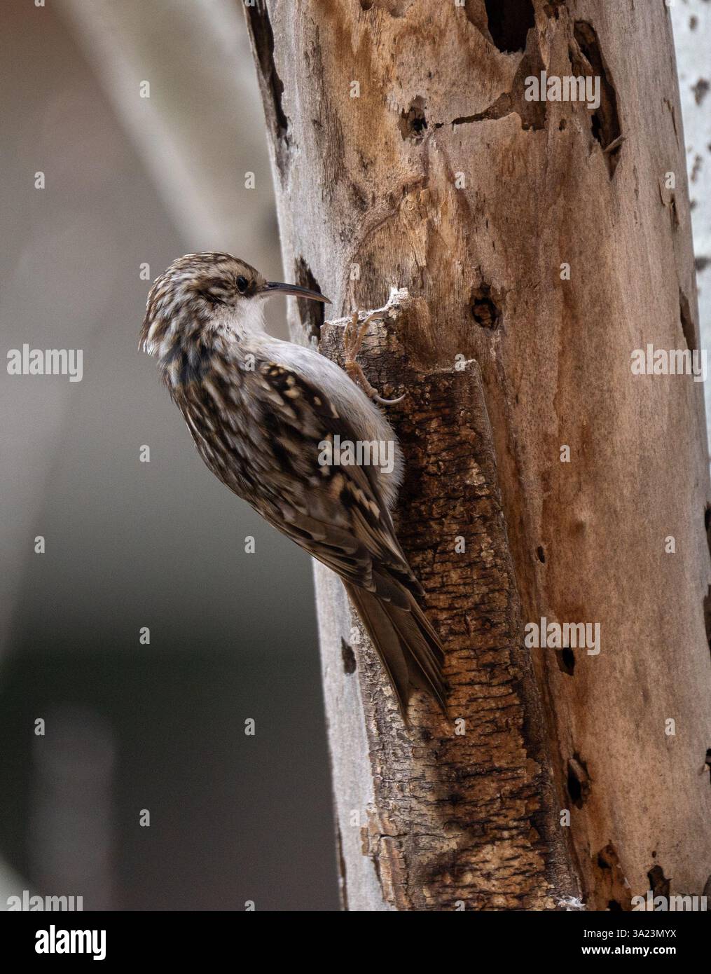 short toed treecreeper at tree looking for insects Stock Photo - Alamy