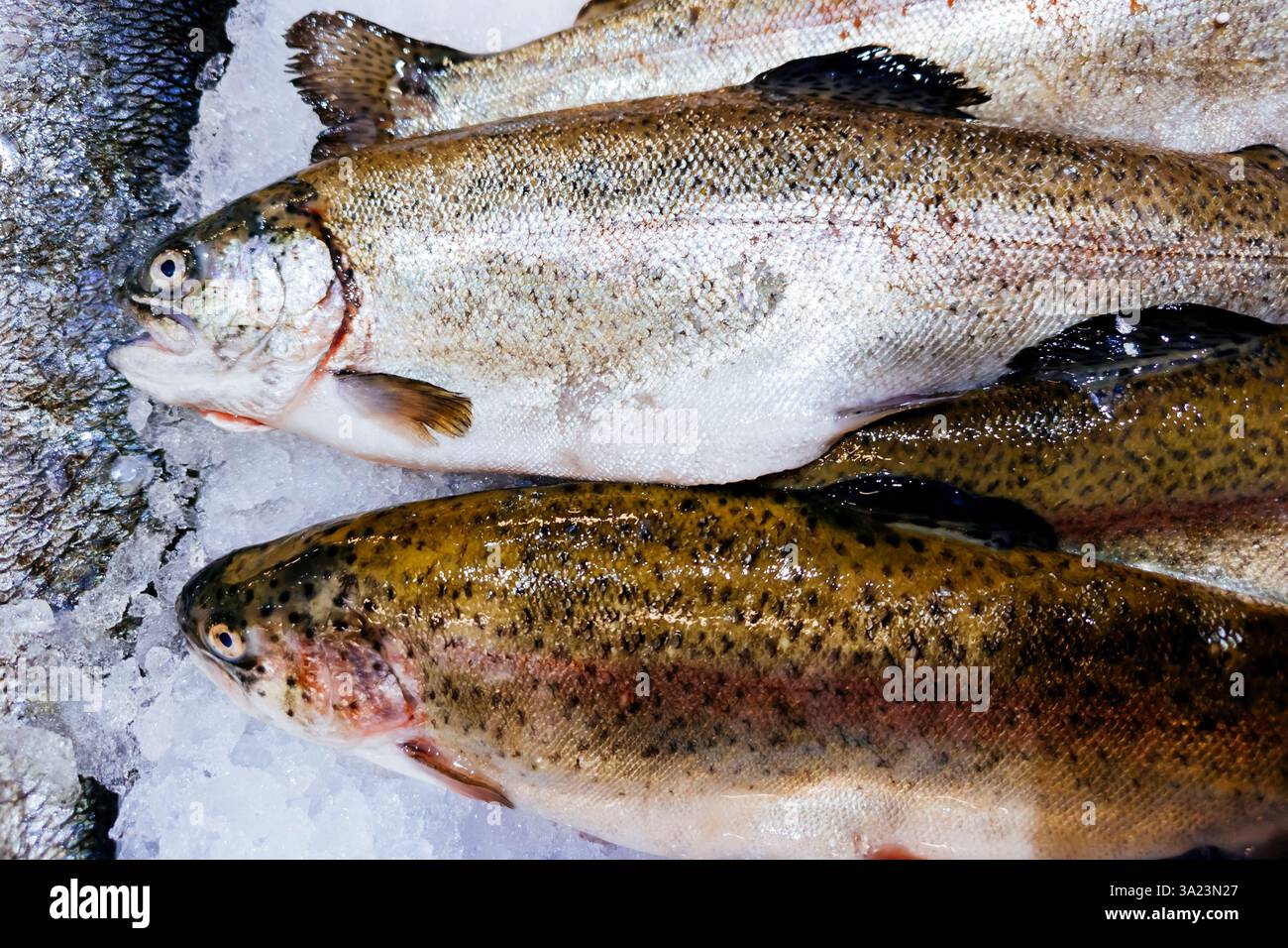 Fresh raw trout fishes in fish market Stock Photo - Alamy
