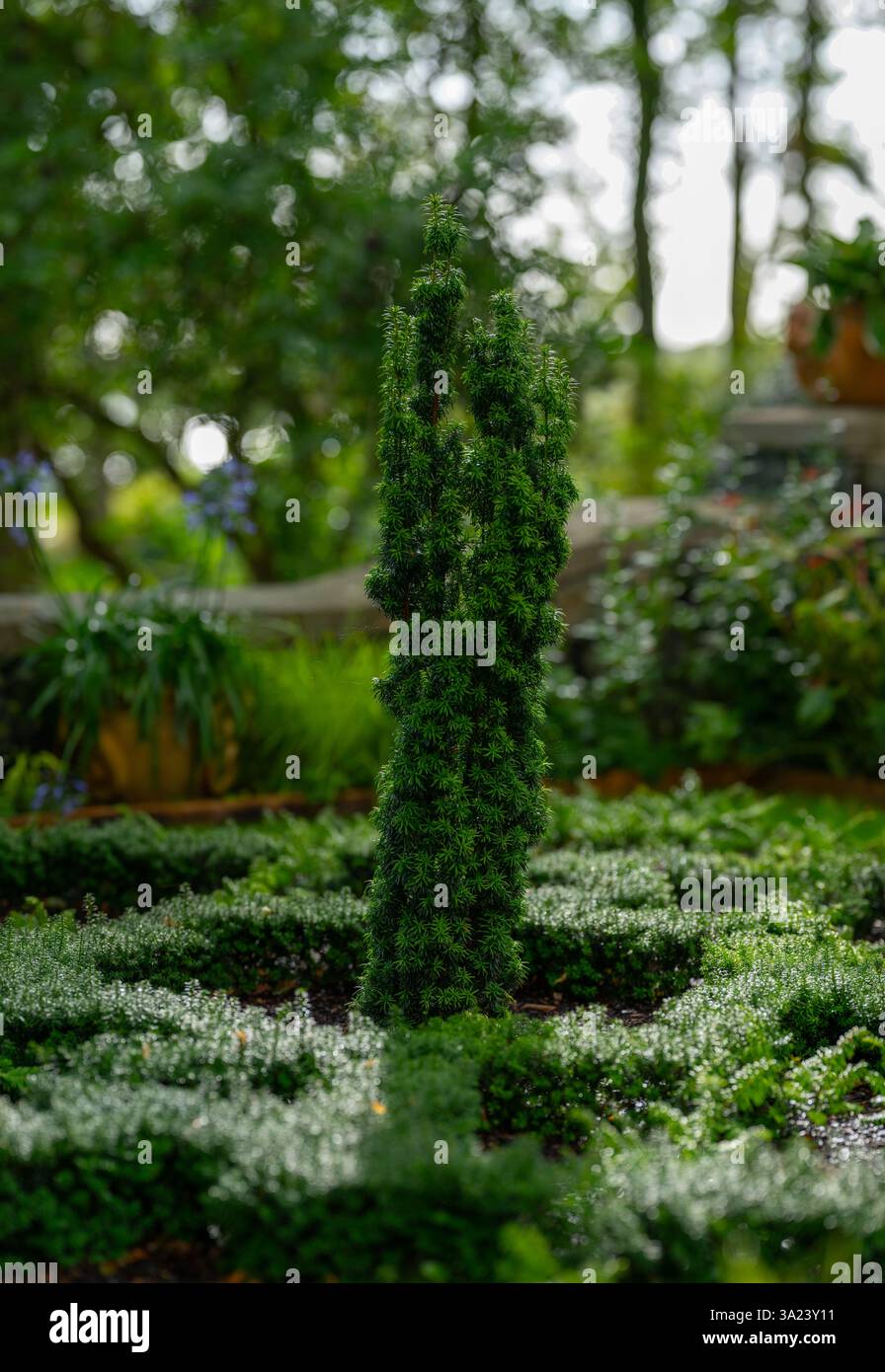 sculpted greenery in a botanical garden with soft bokeh Stock Photo - Alamy