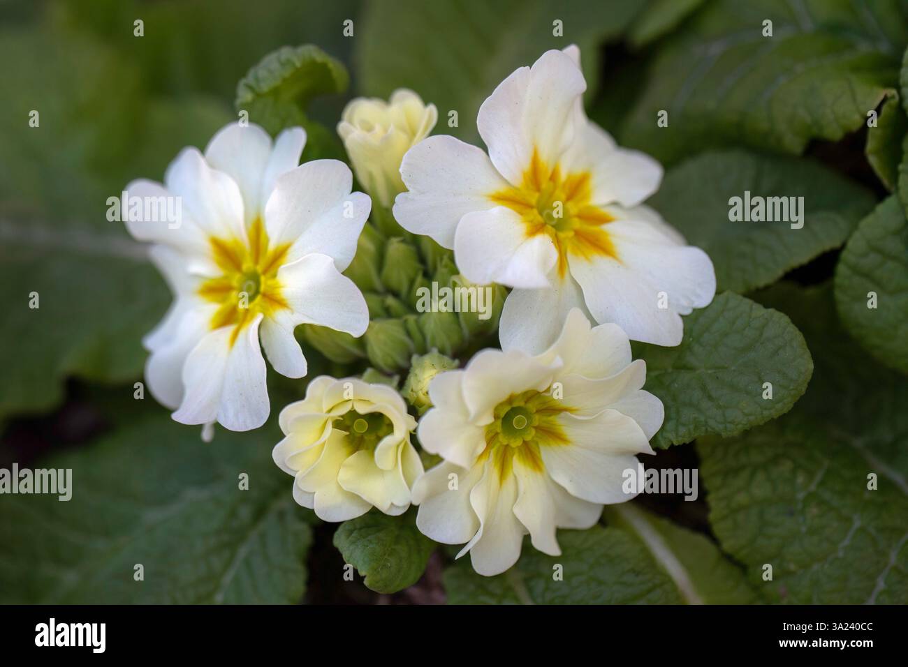 Closeup of flowers of Polyanthus (Primula × polyantha) in a garden in ...
