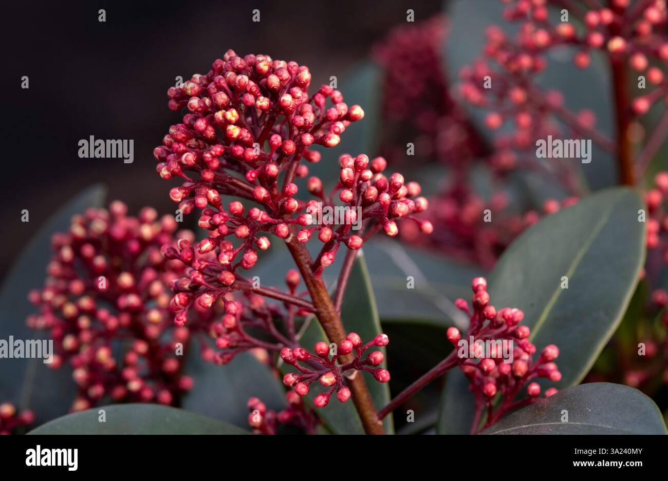 Closeup of flower buds of Skimmia japonica 'Rubella' in a garden in ...