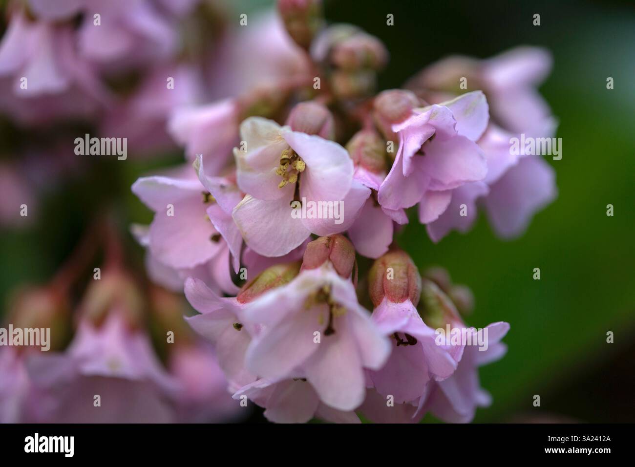 Closeup of flowers of Pacific Korean elephant's ears (Bergenia ...
