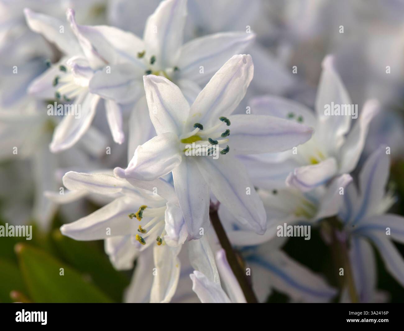 Closeup of flowers of Misczenko squill (Scilla mischtschenkoana) in a ...