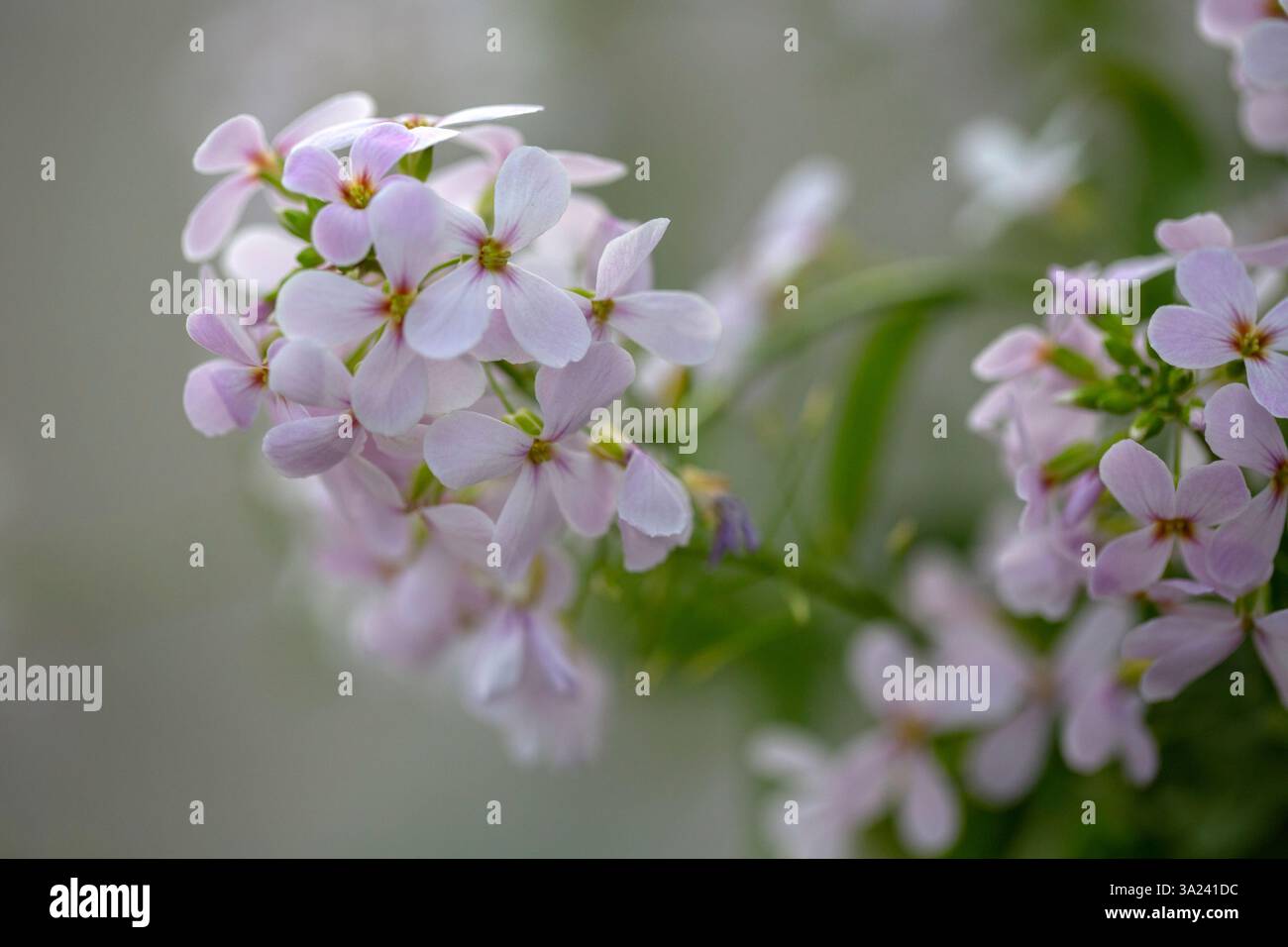 Closeup of flowers of Arabis cypria in spring Stock Photo - Alamy