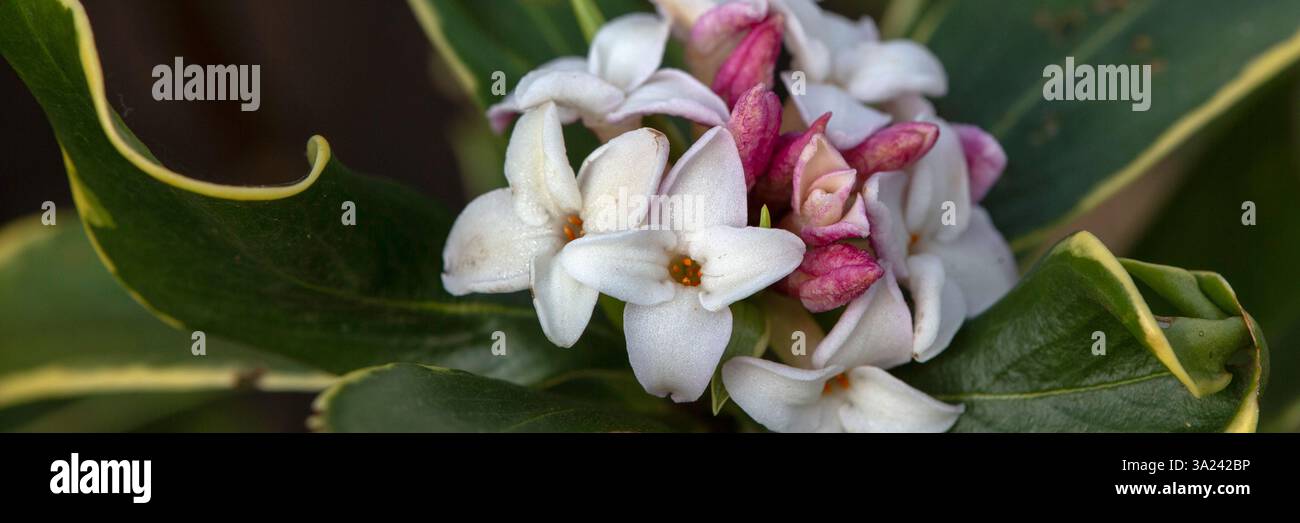 Panorama of flowers and leaves of gold-edged winter daphne (Daphne ...