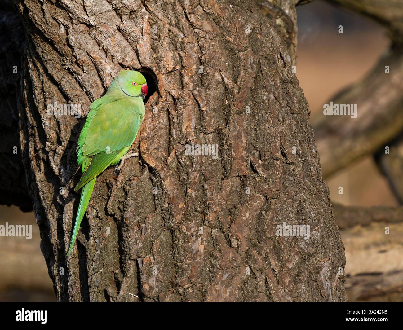 Ring-necked parakeet, Psittacula krameri, single bird by nest hole ...