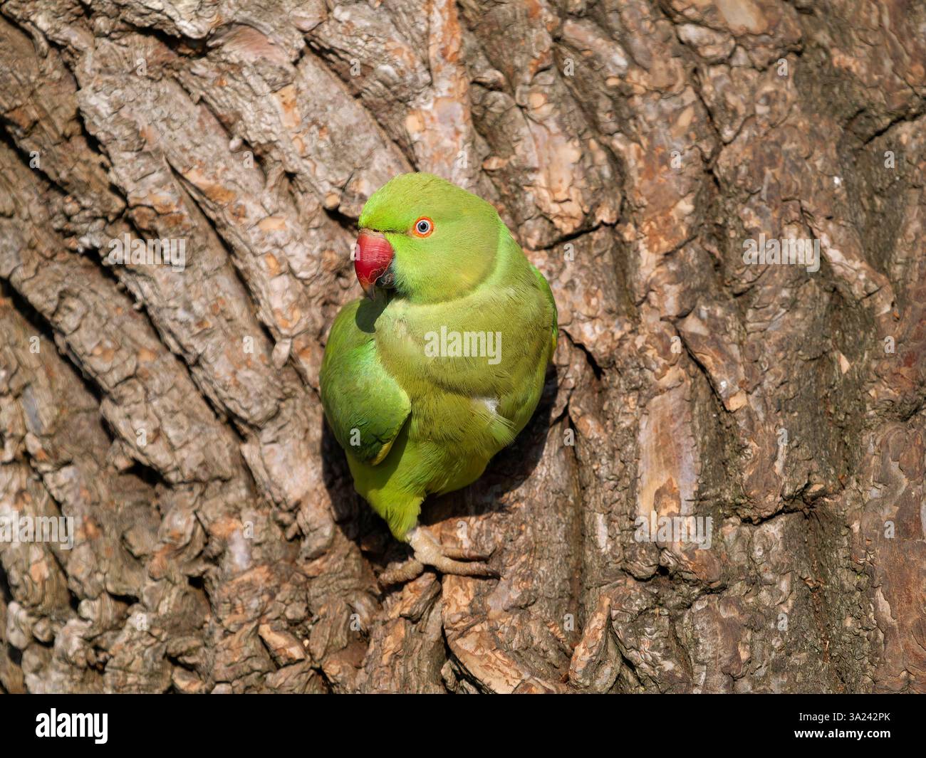 Ring-necked parakeet, Psittacula krameri, single bird by nest hole ...