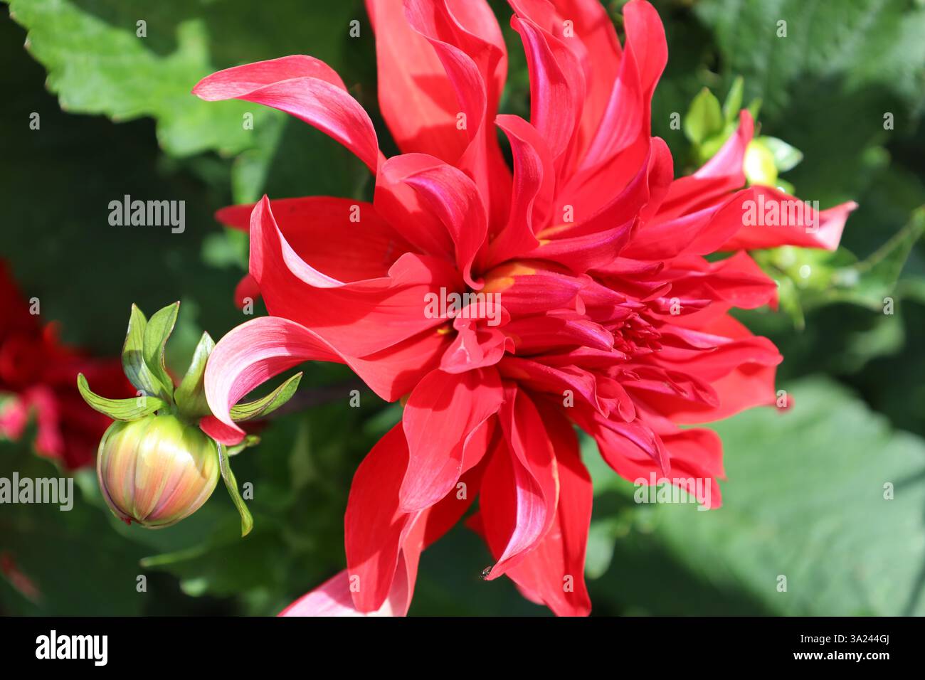Dahlia Red Labyrinth Stock Photo - Alamy
