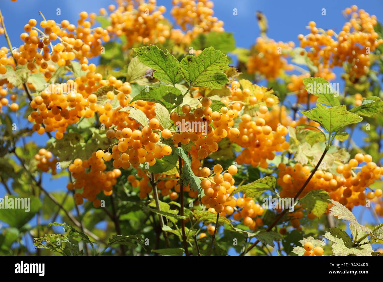 Viburnum opulus Xanthocarpum Stock Photo - Alamy
