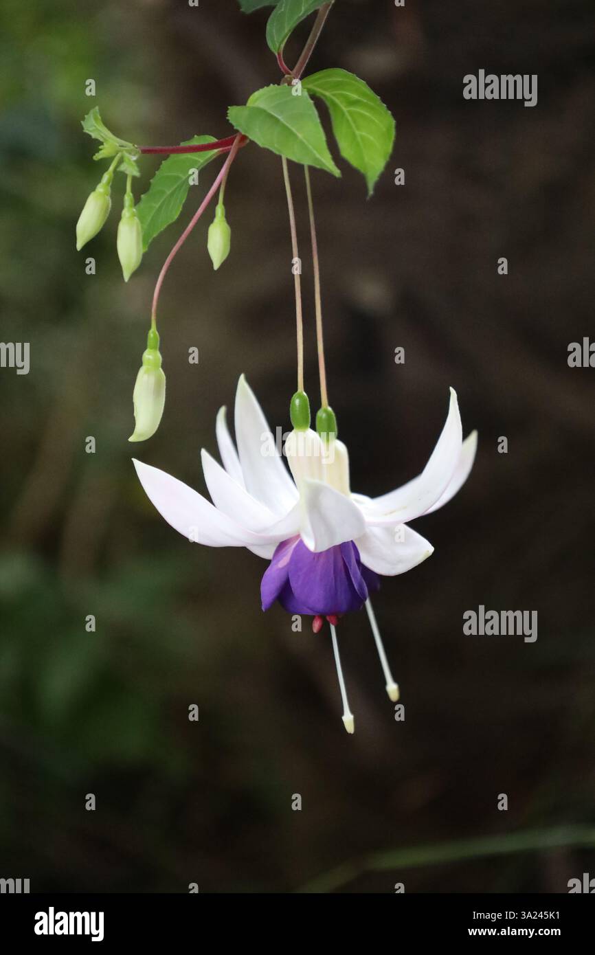 Fuchsia Delta Sarah Stock Photo - Alamy