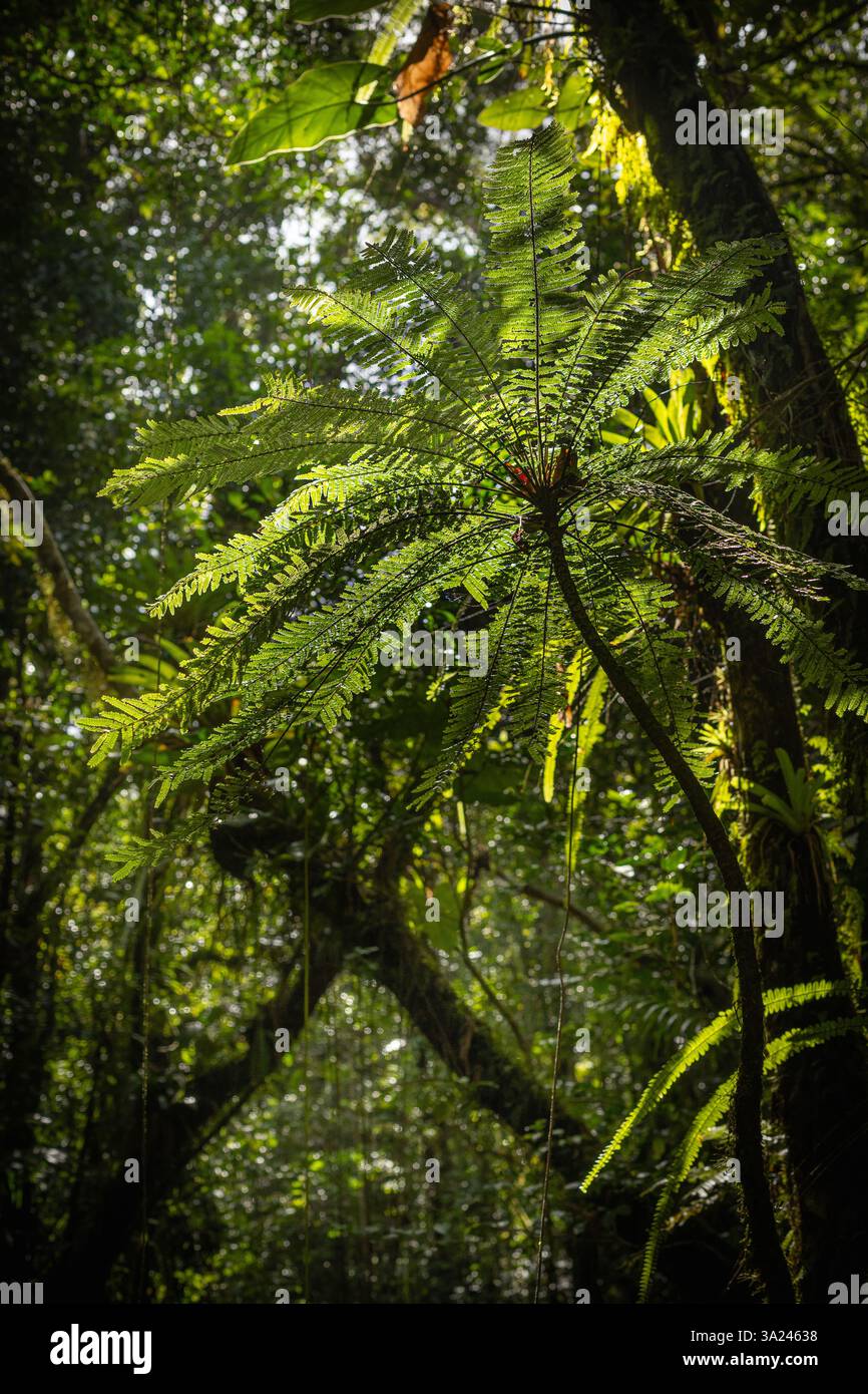 Tree fern in the tropical rainforest of the Guadeloupe National Park ...