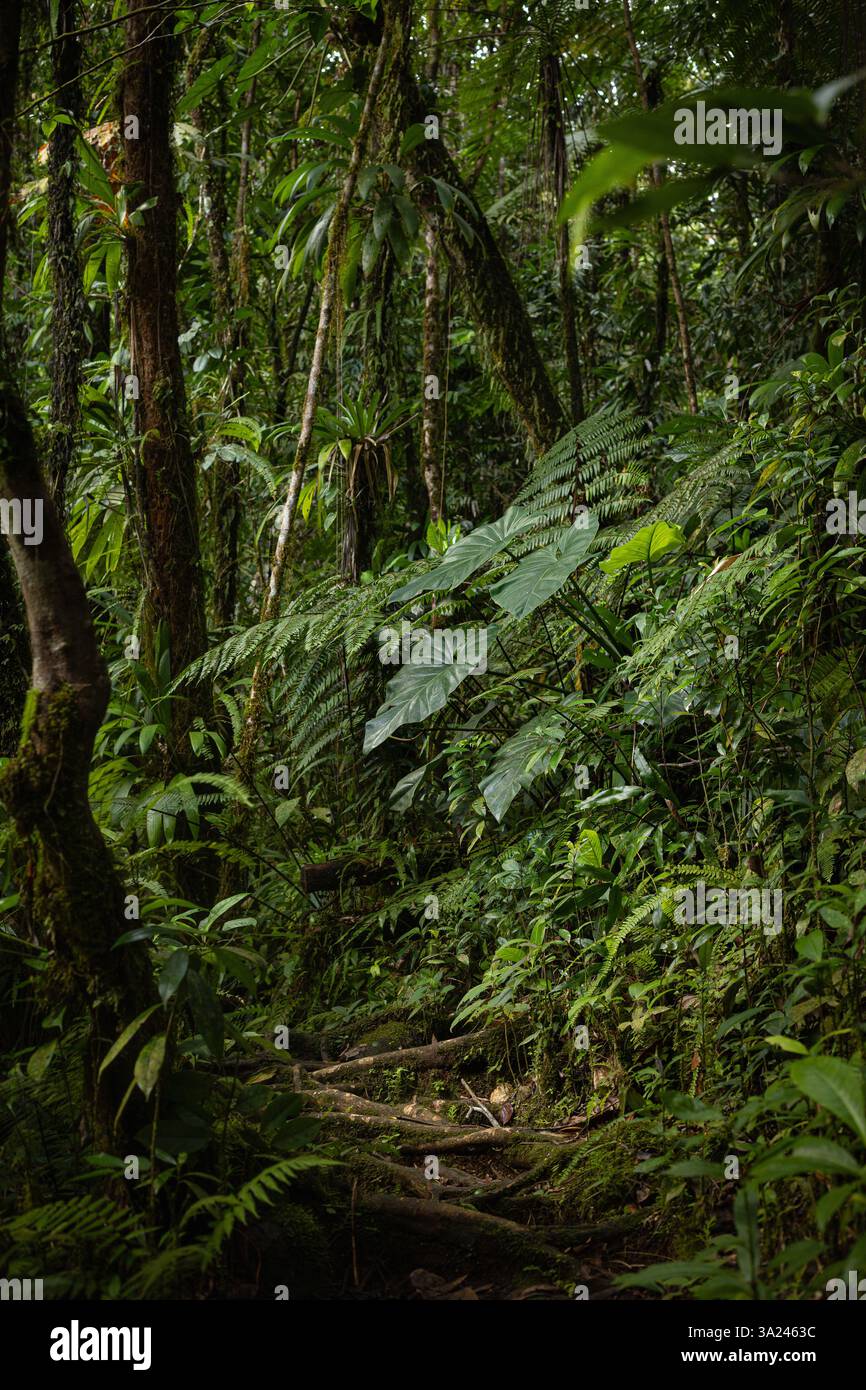 Path in the tropical rainforest of Guadeloupe with Philodendron ...