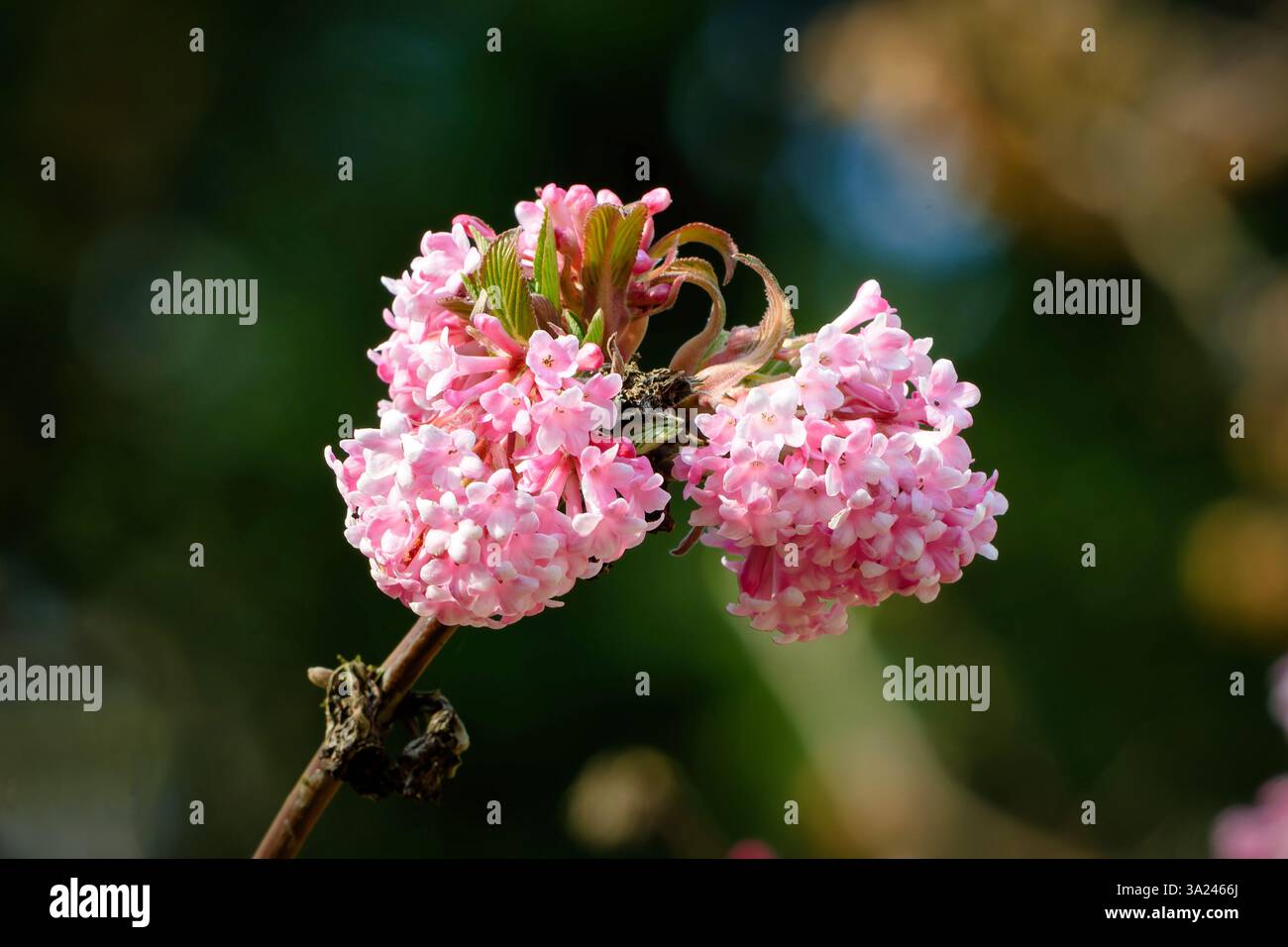 Viburnum farreri pleasantly fragrant pink flower balls of a fragrant ...