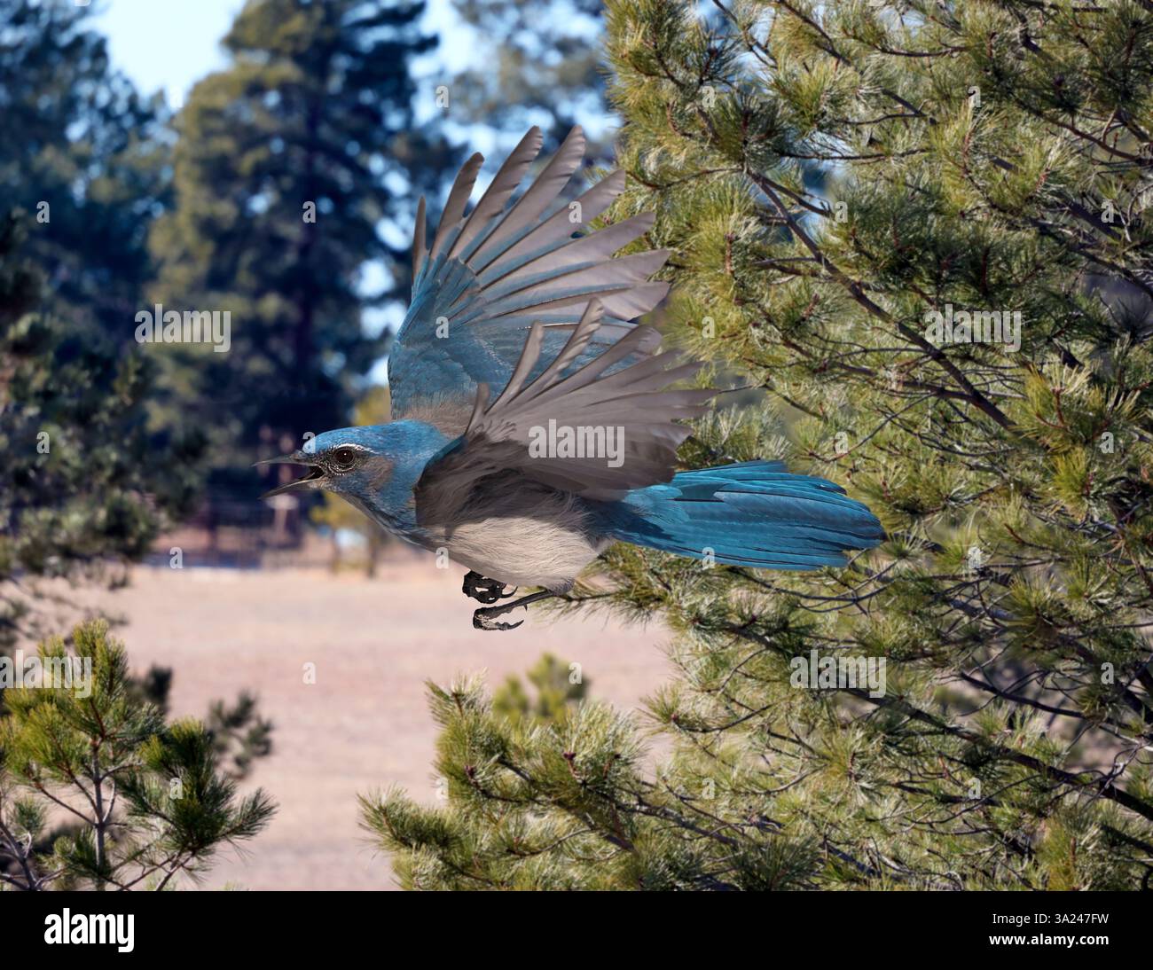 Colorado scrub Jay taking off Stock Photo - Alamy