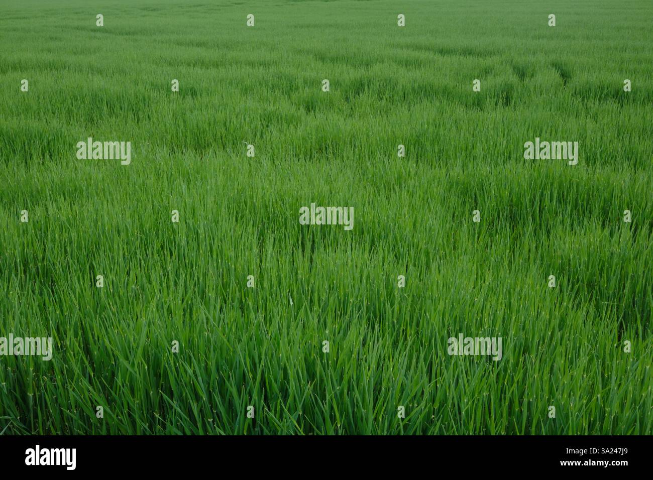 A close-up view of thick, vibrant green grass growing densely. The ...