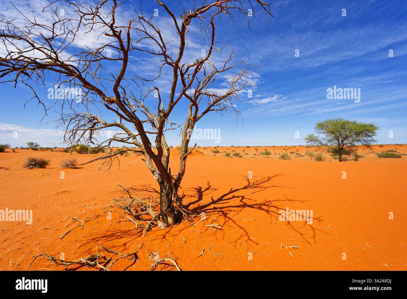 The Southern Kalahari Desert, Mariental, Hardap, Namibia, Africa Stock ...