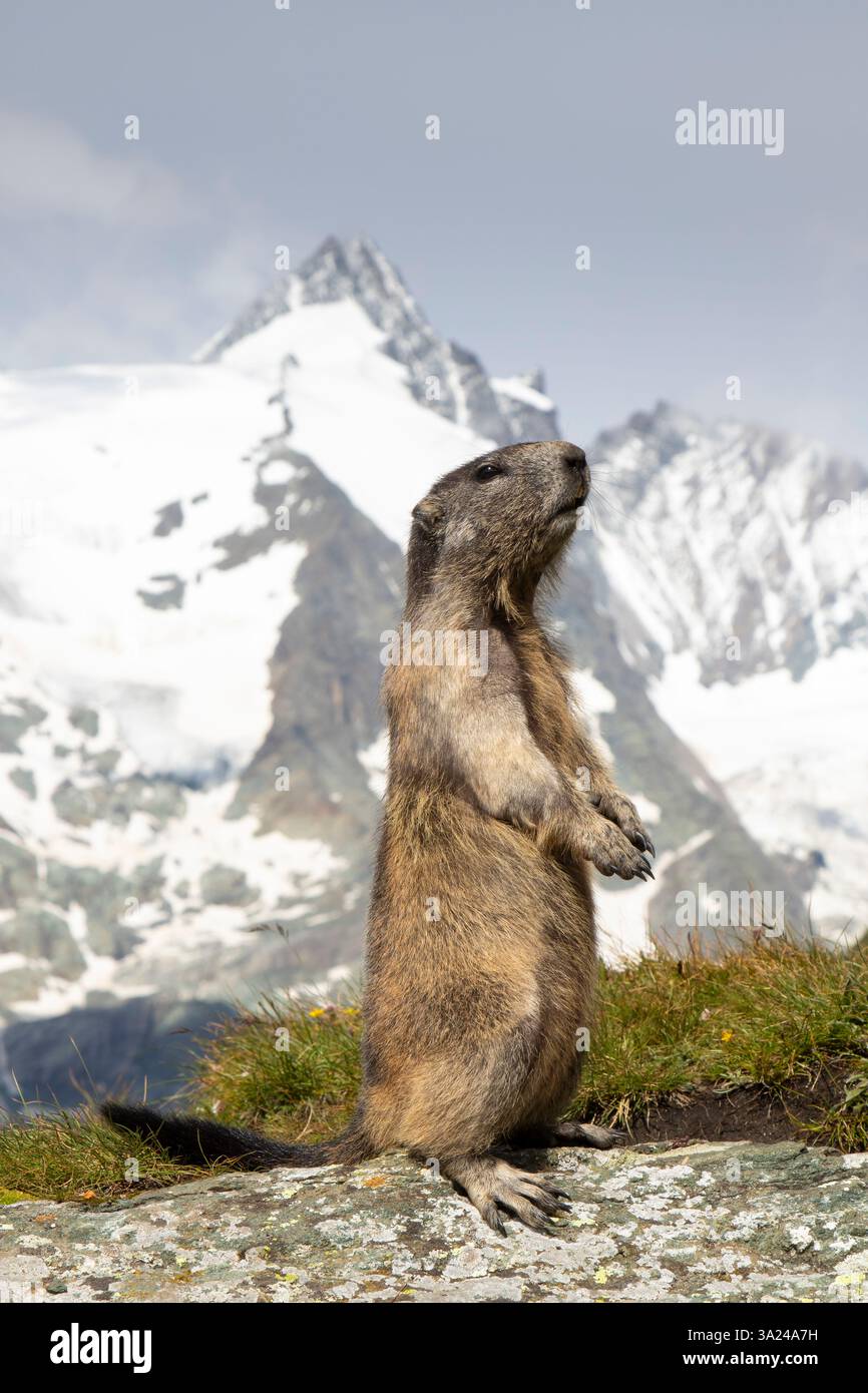 Marmot, Marmota marmota, adult animal on the lookout, Hohe Tauern ...