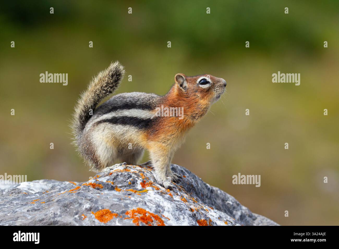 Golden-mantled ground squirrel, Spermophilus lateralis, adult ground ...
