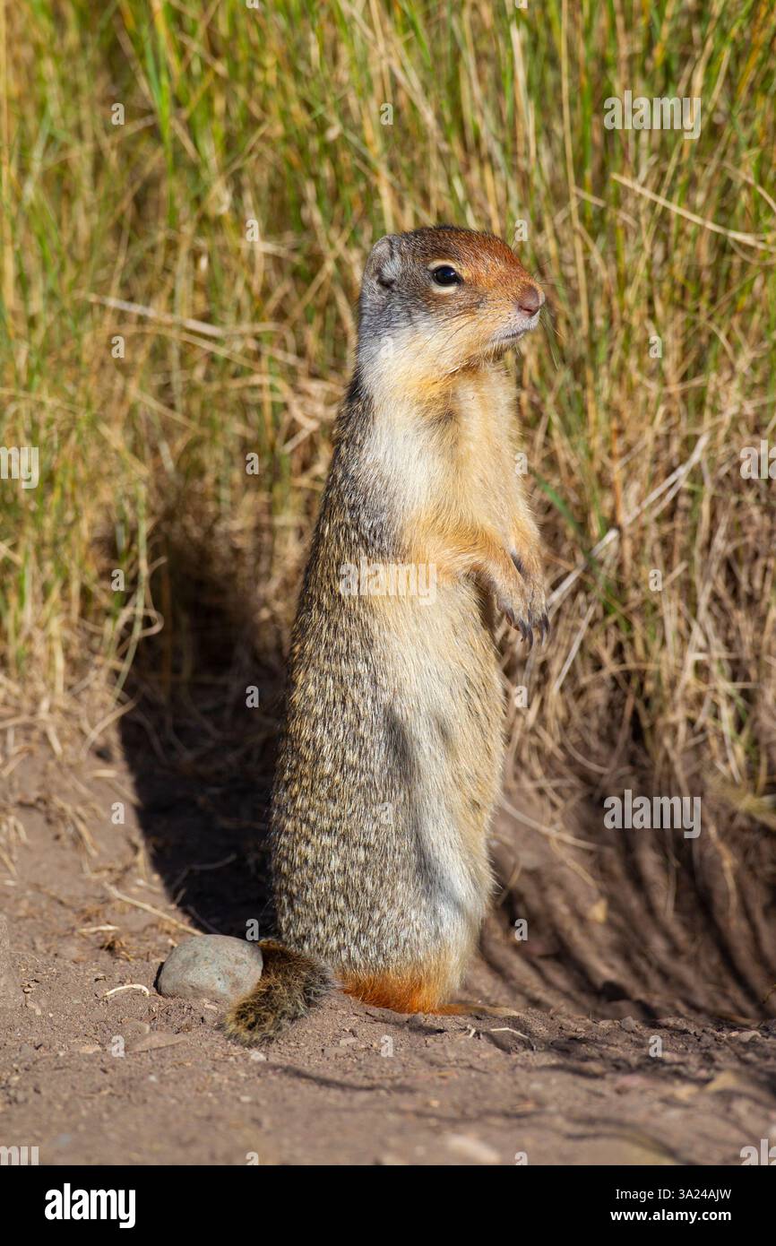 Columbia ground squirrel, Urocitellus columbianus, Spermophilus ...