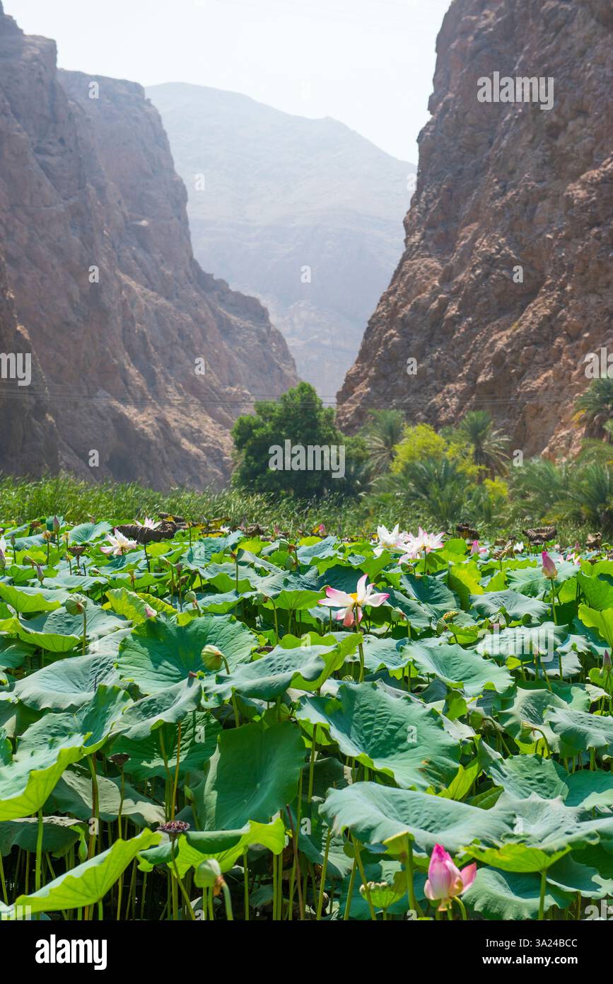 Lotus (Nelumbo nucifera) at the mouth of the Wadi Shab, canyon near ...