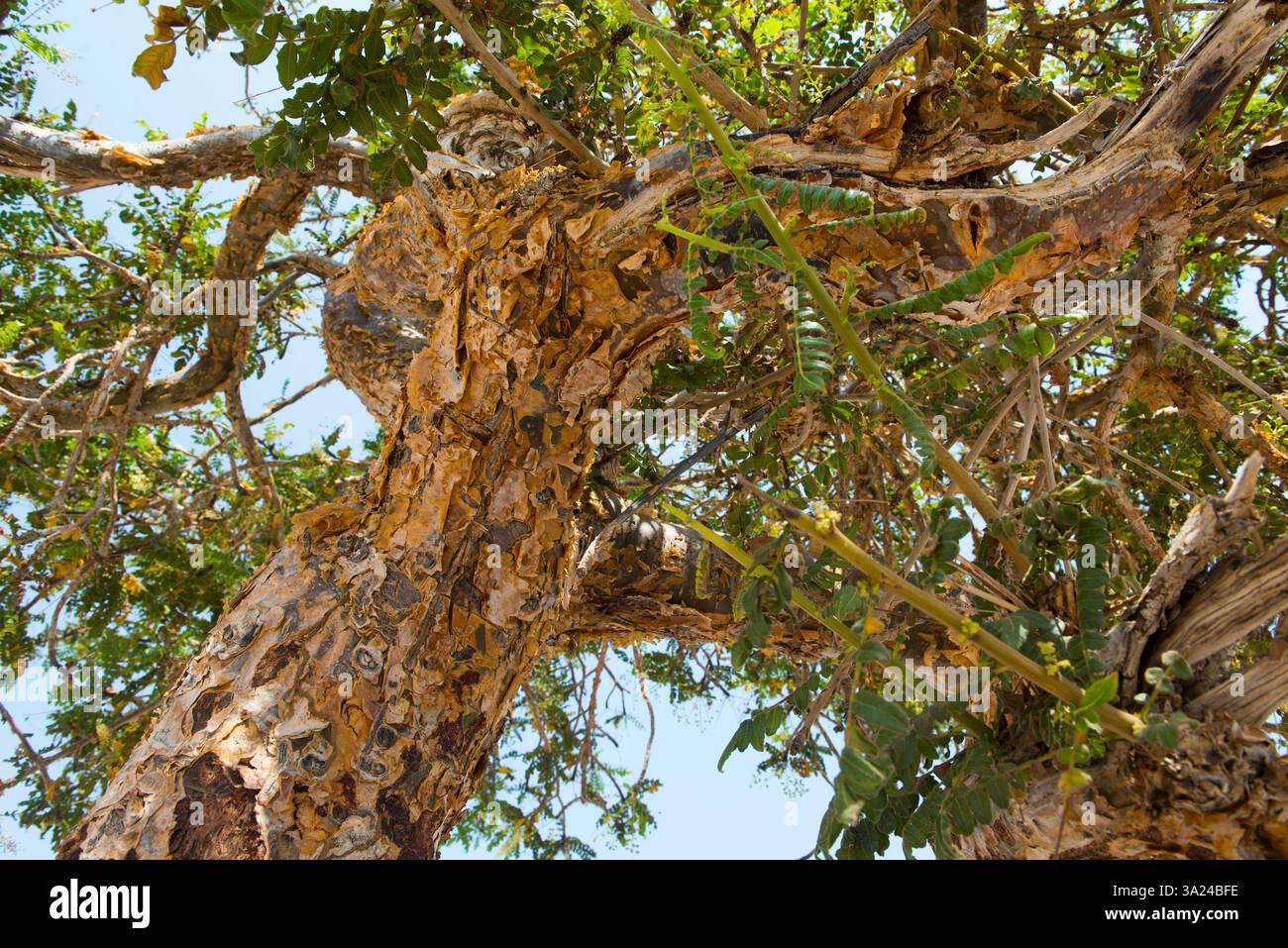 Boswellia sacra (also frankincense and olibanum-tree), Sultanate of ...