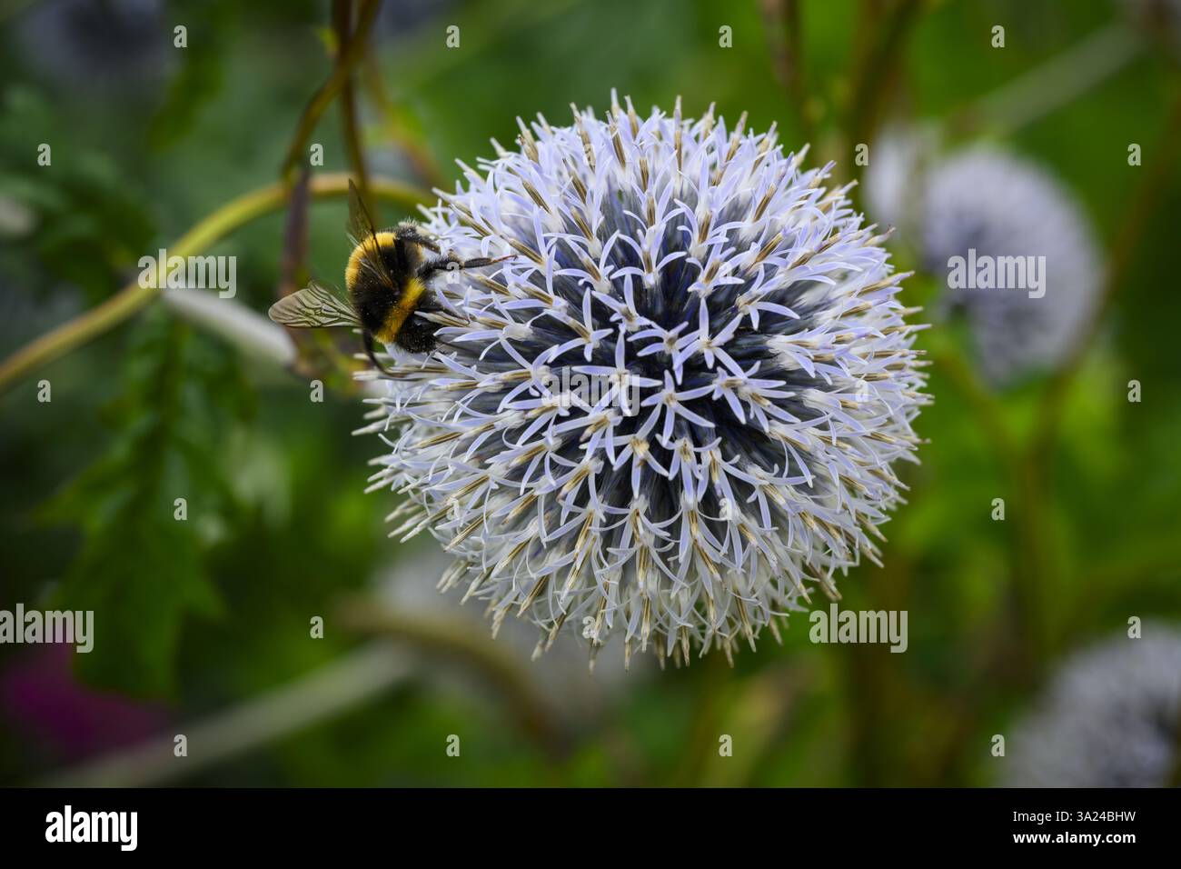 Great globe-thistle (Echinops sphaerocephalus) & bumble bee (Bombus ...