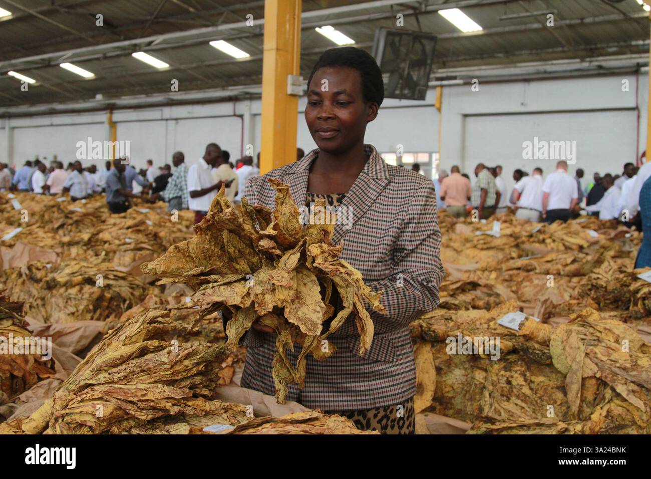Harare, Zimbabwe. 5th Mar, 2025. Tobacco farmer Tendai Chimhondoro ...