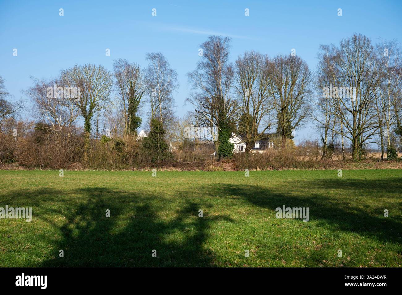 Green meadows and trees at the Flanders countryside in the village of ...