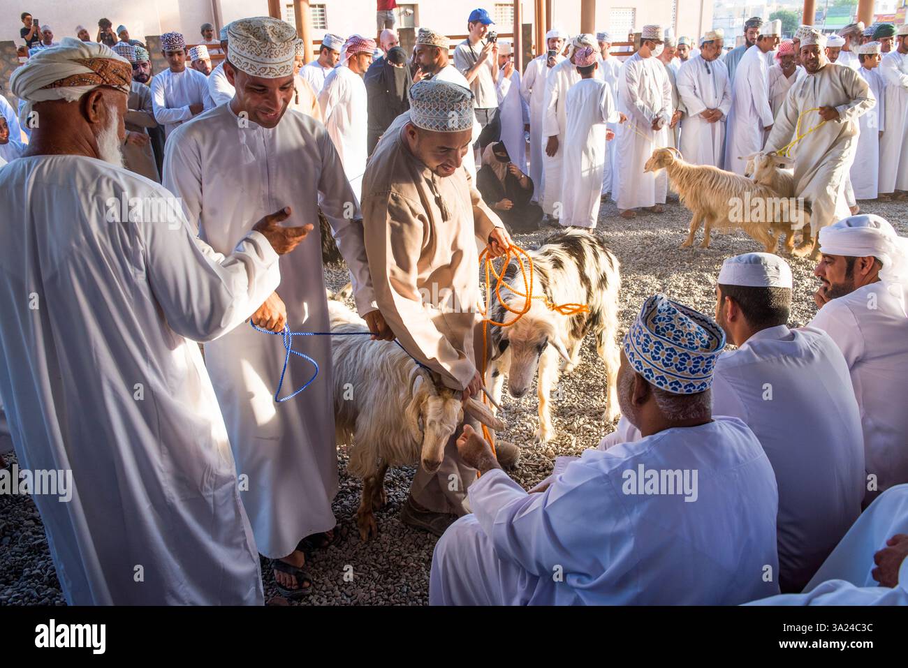 Cattle auction market on Friday morning at Nizwa, Ad Dakhiliyah Region ...