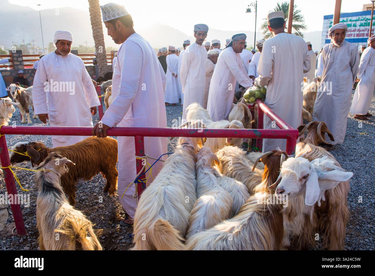 Cattle auction market on Friday morning at Nizwa, Ad Dakhiliyah Region ...