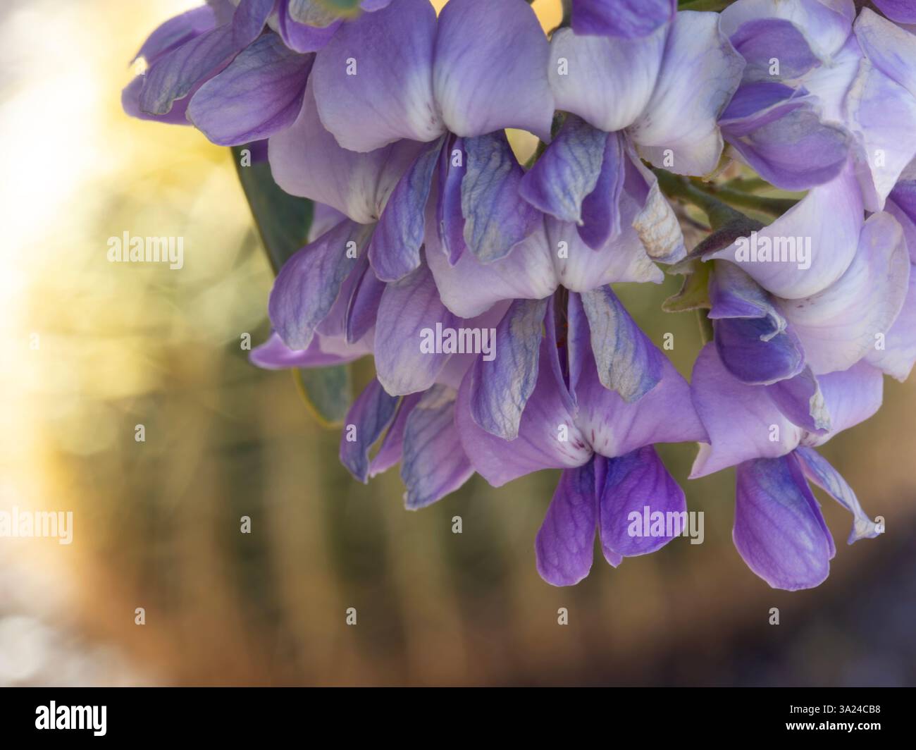 Cluster of Texas Mountain Laurel blooming in macro closeup with bokeh ...