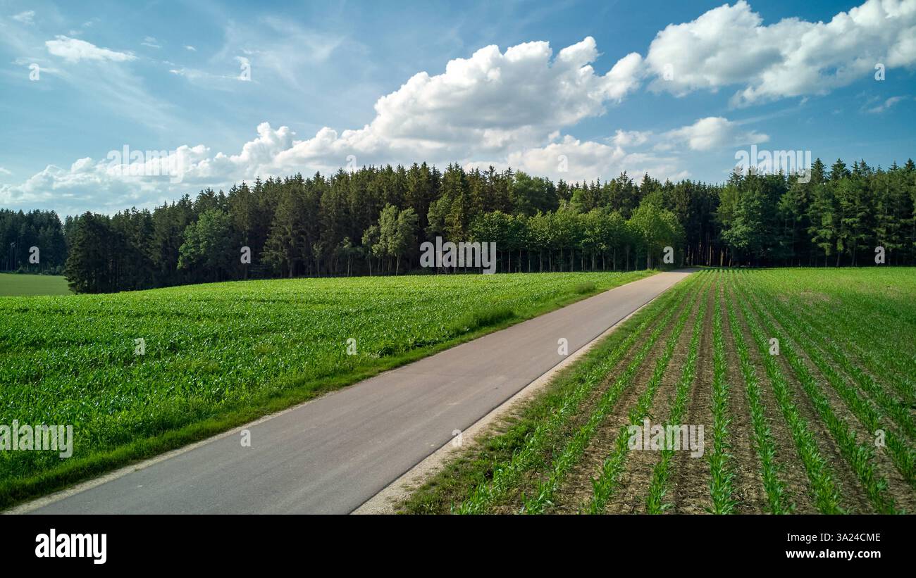 Bavaria, Germany - June 13, 2024: A quiet forest path between green ...