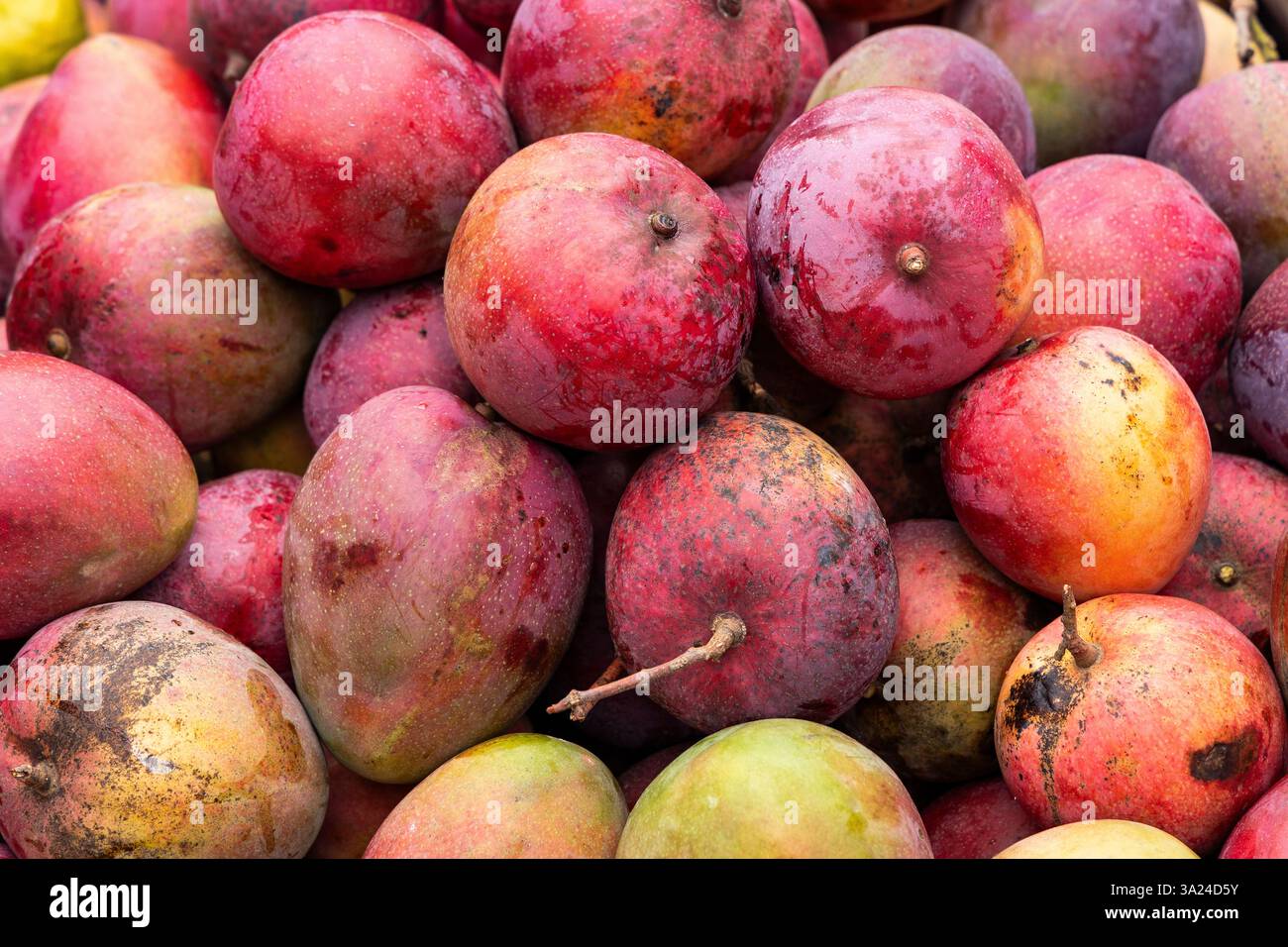 Mango tommy fruit in the traditional Colombian market - Mangifera ...