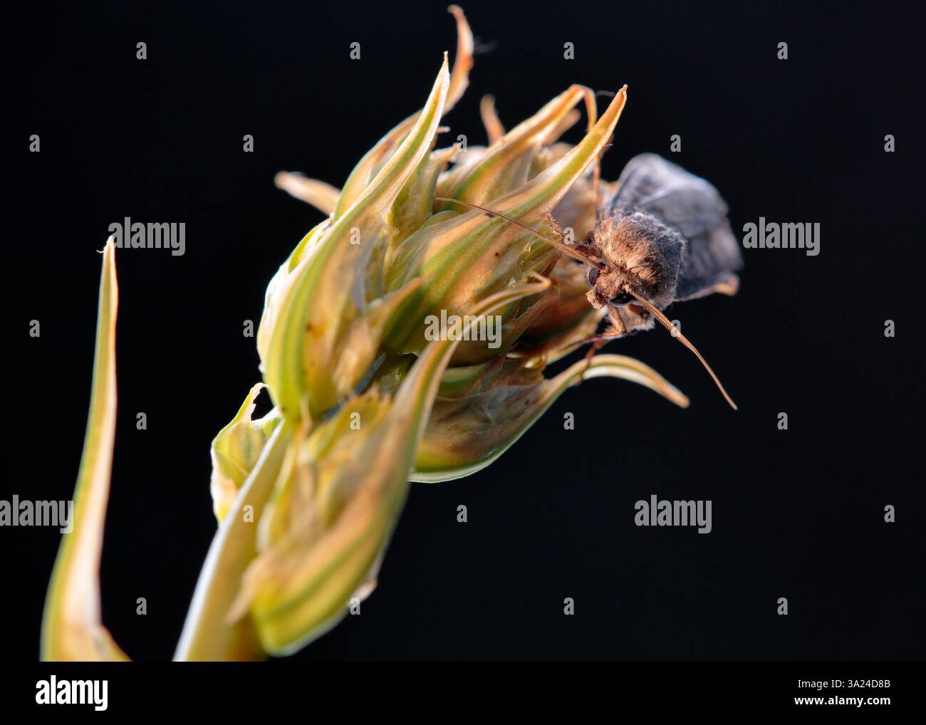 The larvae of these moths usually feed on the roots and parts of the ...