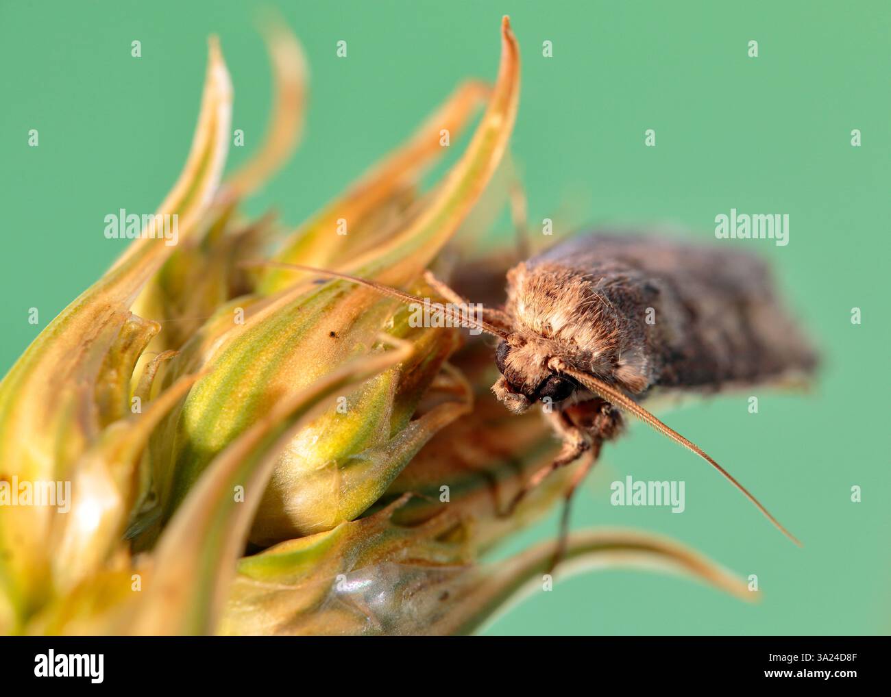 The larvae of these moths usually feed on the roots and parts of the ...