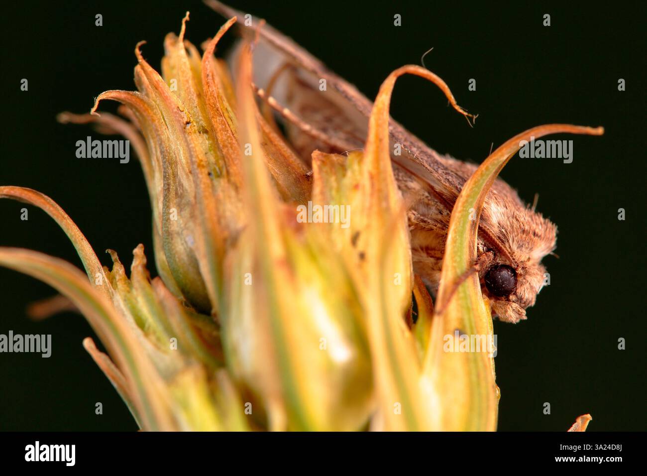The larvae of these moths usually feed on the roots and parts of the ...