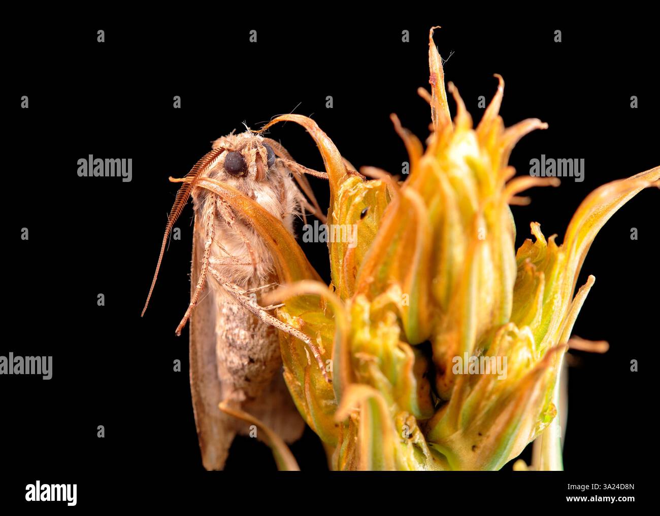 The larvae of these moths usually feed on the roots and parts of the ...