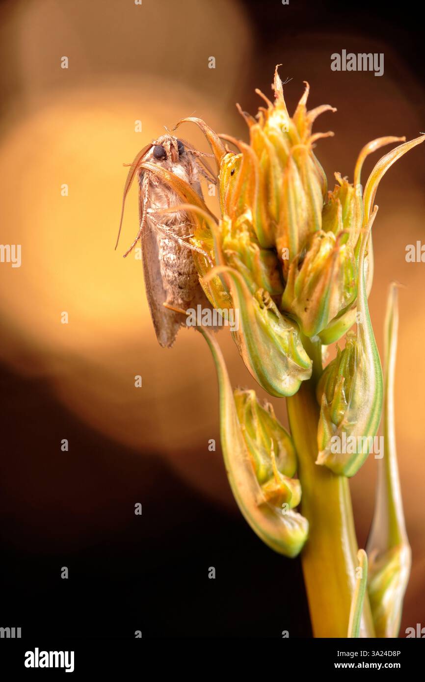 The larvae of these moths usually feed on the roots and parts of the ...