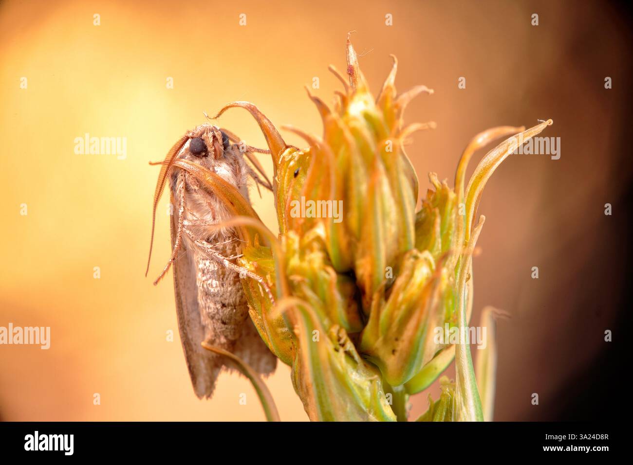 The larvae of these moths usually feed on the roots and parts of the ...