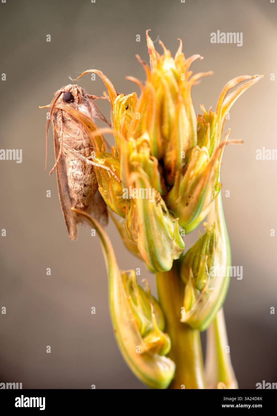 The larvae of these moths usually feed on the roots and parts of the ...