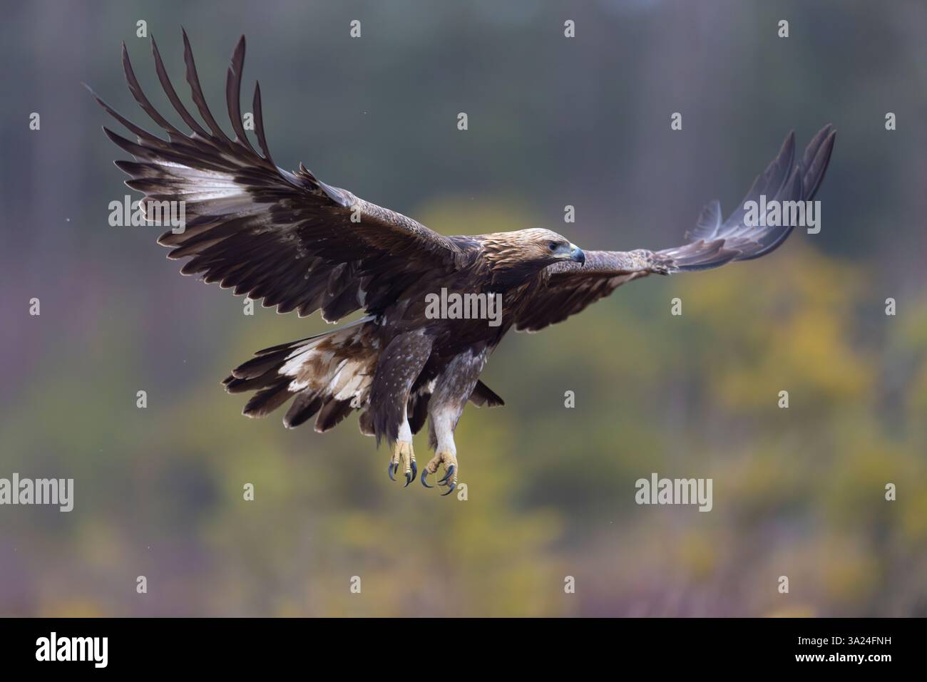 Golden Eagle, Aquila chrysaetos, juvenile Golden Eagle in flight ...