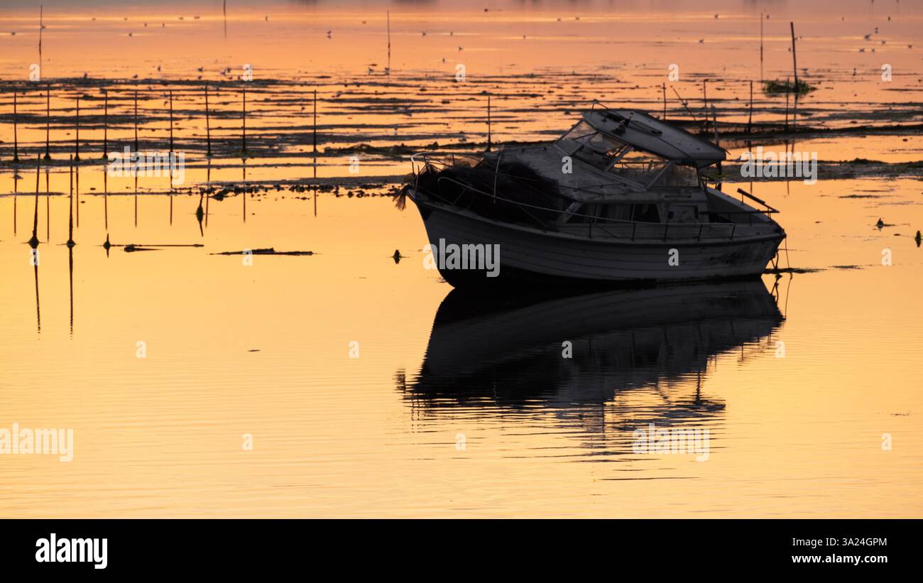 Detail of the swamp landscape in the lagoon of Venice at sunset ...