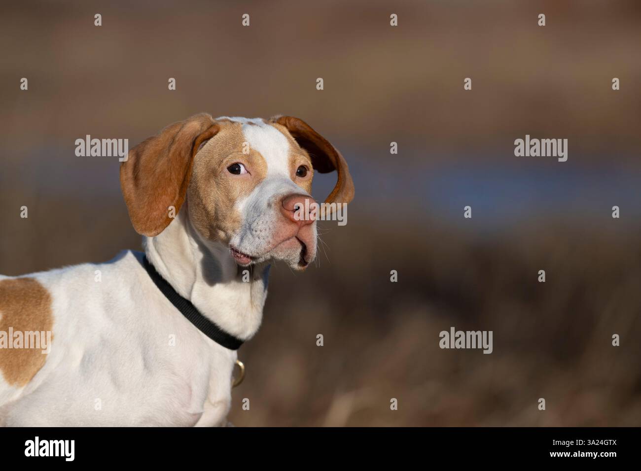 An English Pointer Puppy out training Stock Photo - Alamy