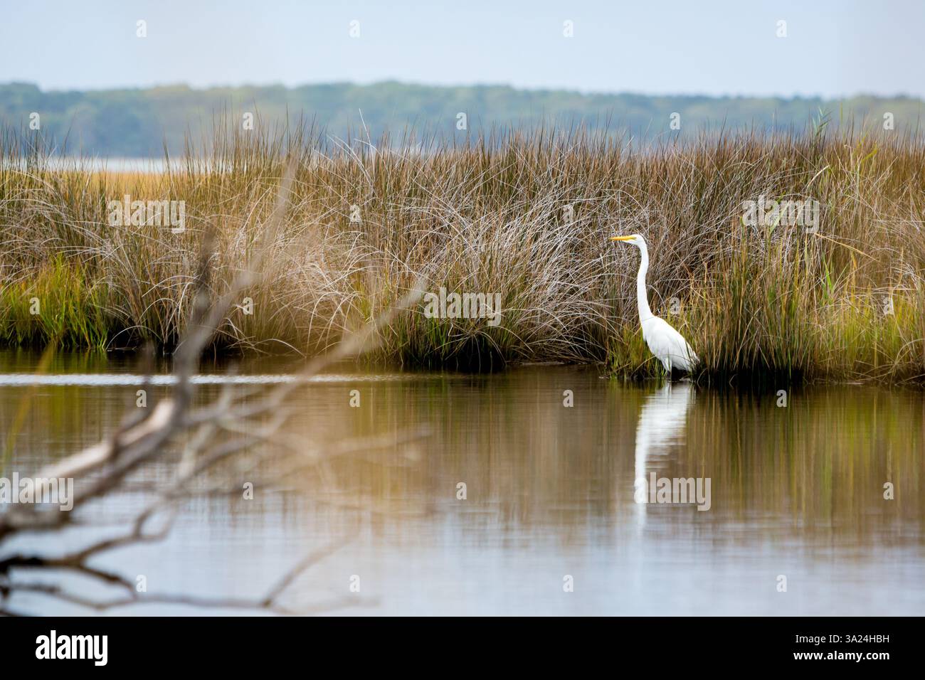 A Great Egret (Ardea alba) foraging in salt marsh wetlands at ...