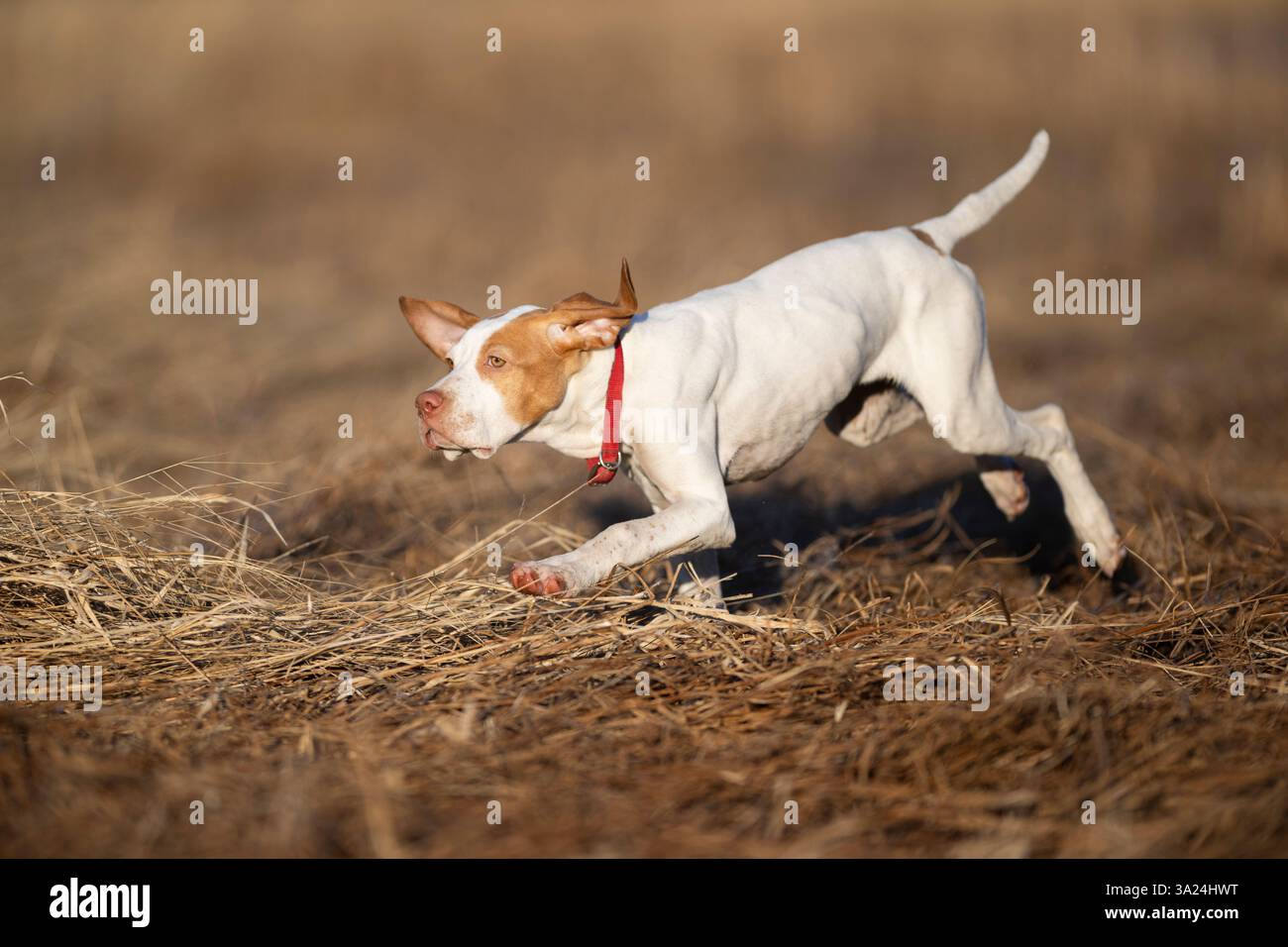 An English Pointer Puppy out training Stock Photo - Alamy