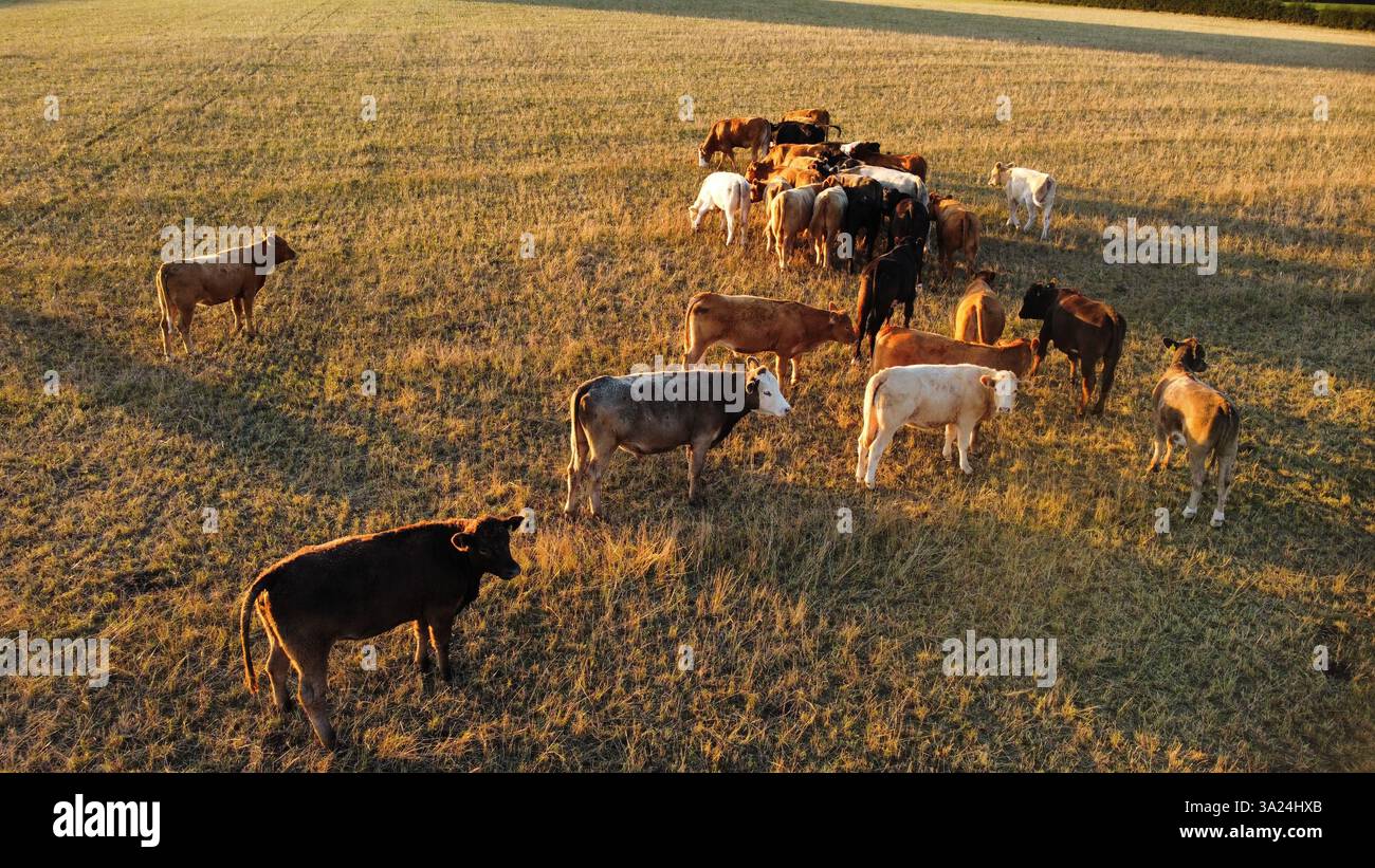Dairy cattle in farming fields aerial In rural gloucestershire UK Stock ...
