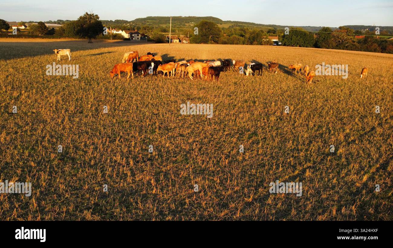 Dairy cattle in farming fields aerial In rural gloucestershire UK Stock ...