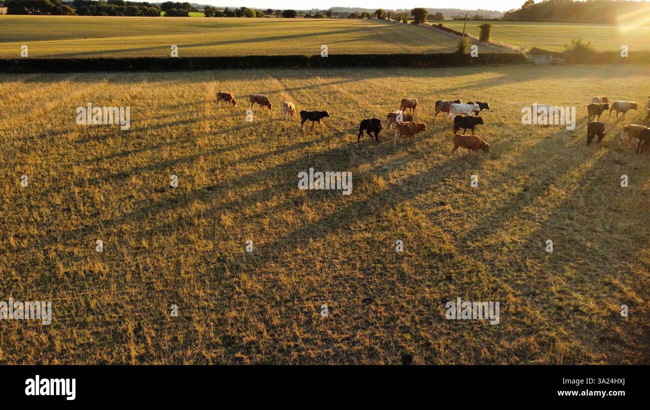 Dairy cattle in farming fields aerial In rural gloucestershire UK Stock ...