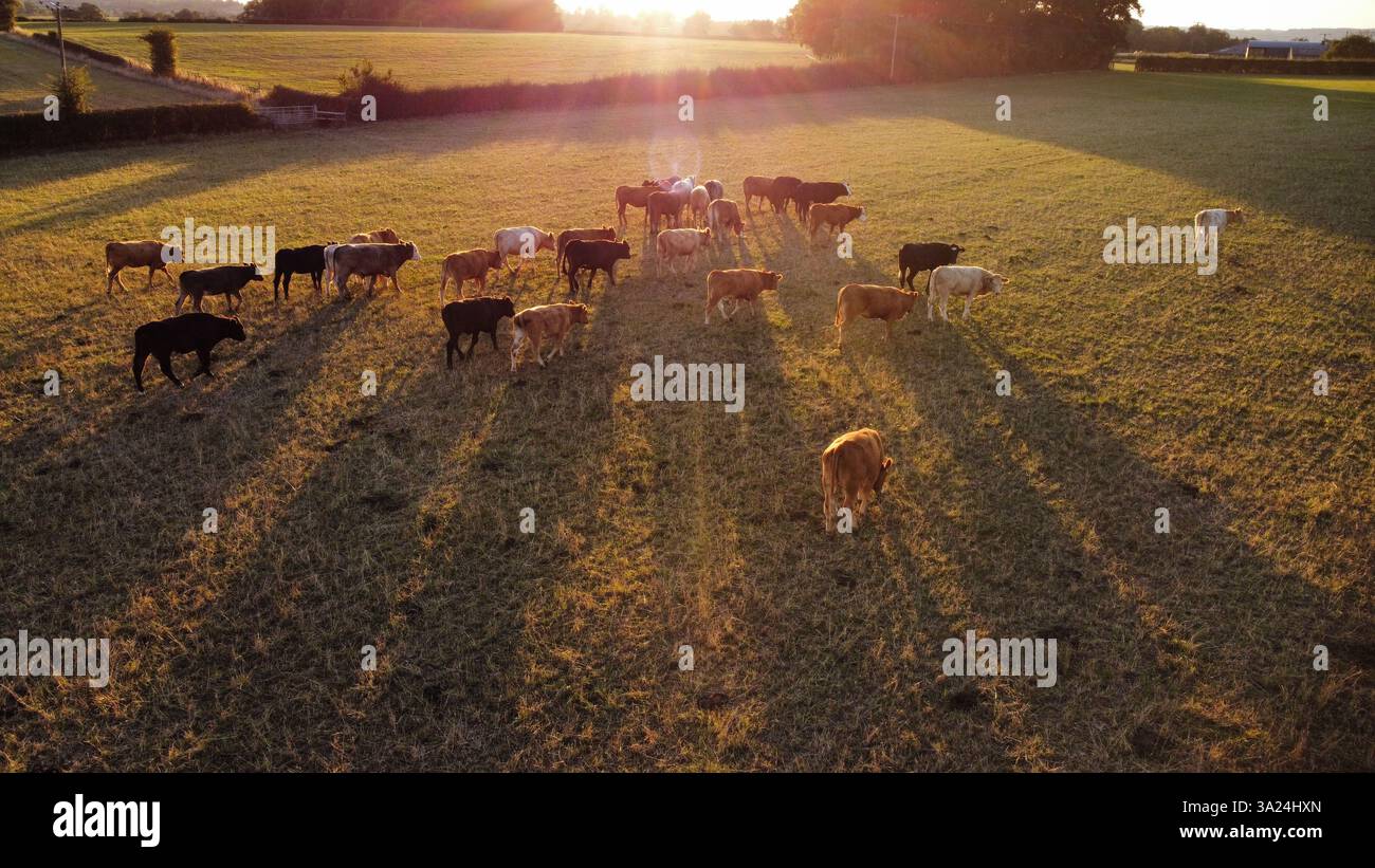 Dairy cattle in farming fields aerial In rural gloucestershire UK Stock ...
